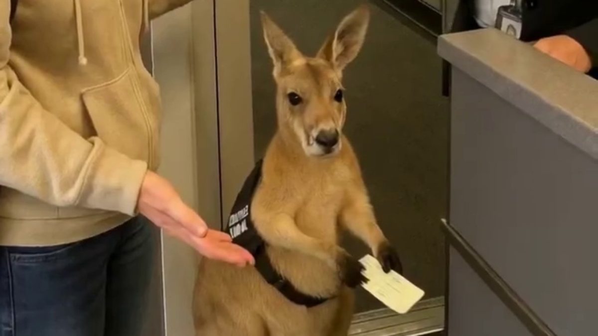 Il video ovviamente falso di un canguro che fa il check-in in aeroporto è stato ovviamente preso ...