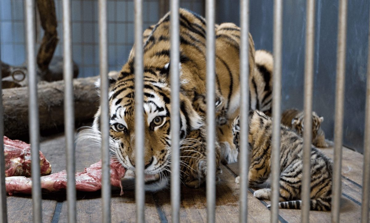 Un zoo danese cerca animali domestici indesiderati per sfamare i suoi ...